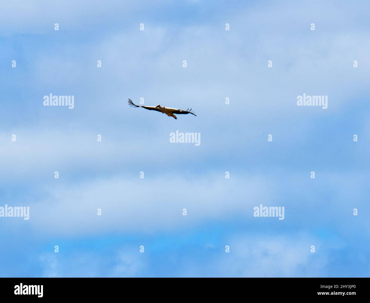 White stork flying in the air in Avanca, Aveiro, Portugal Stock Photo ...
