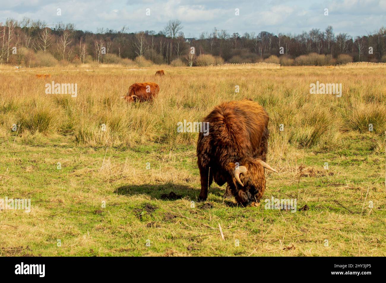 Selective of Scottish highlander in a field Stock Photo - Alamy