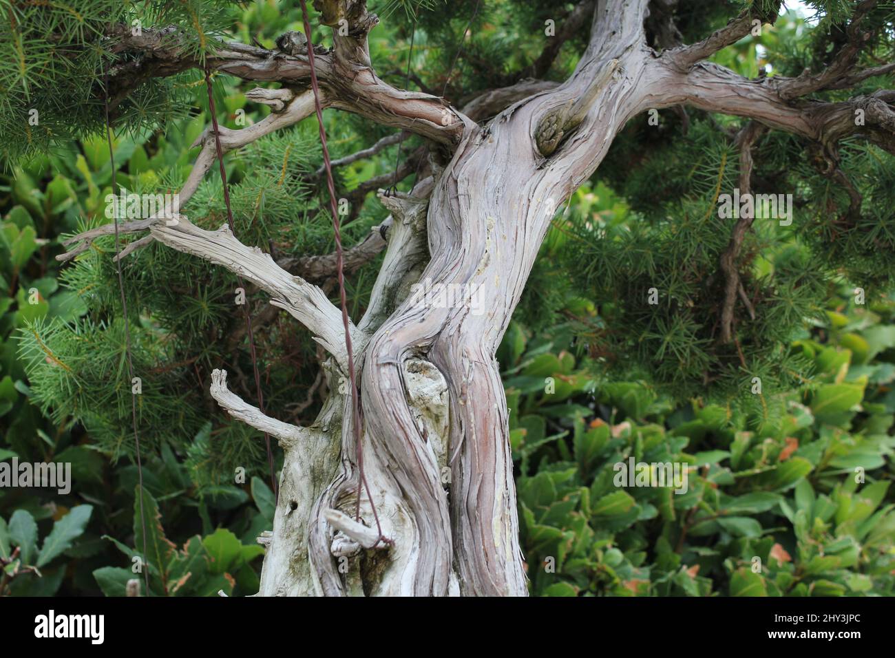 Closeup photo of a tree trunk and plants in the background Stock Photo ...