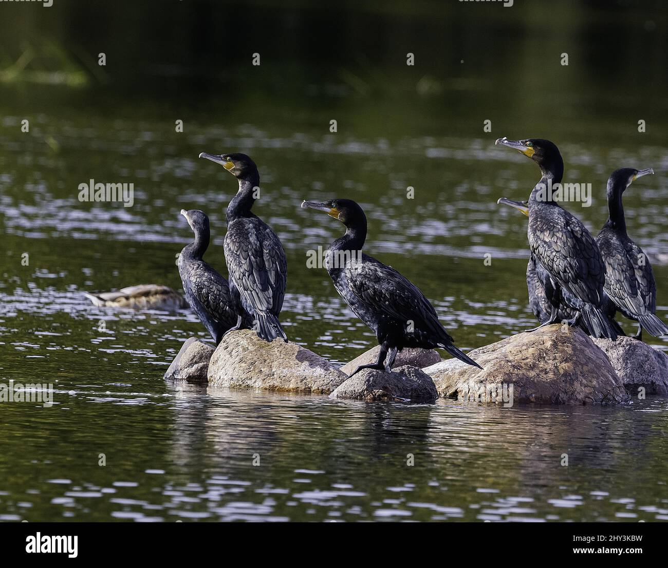 Selective of great cormorants (Phalacrocorax carbo) on stones in a lake ...