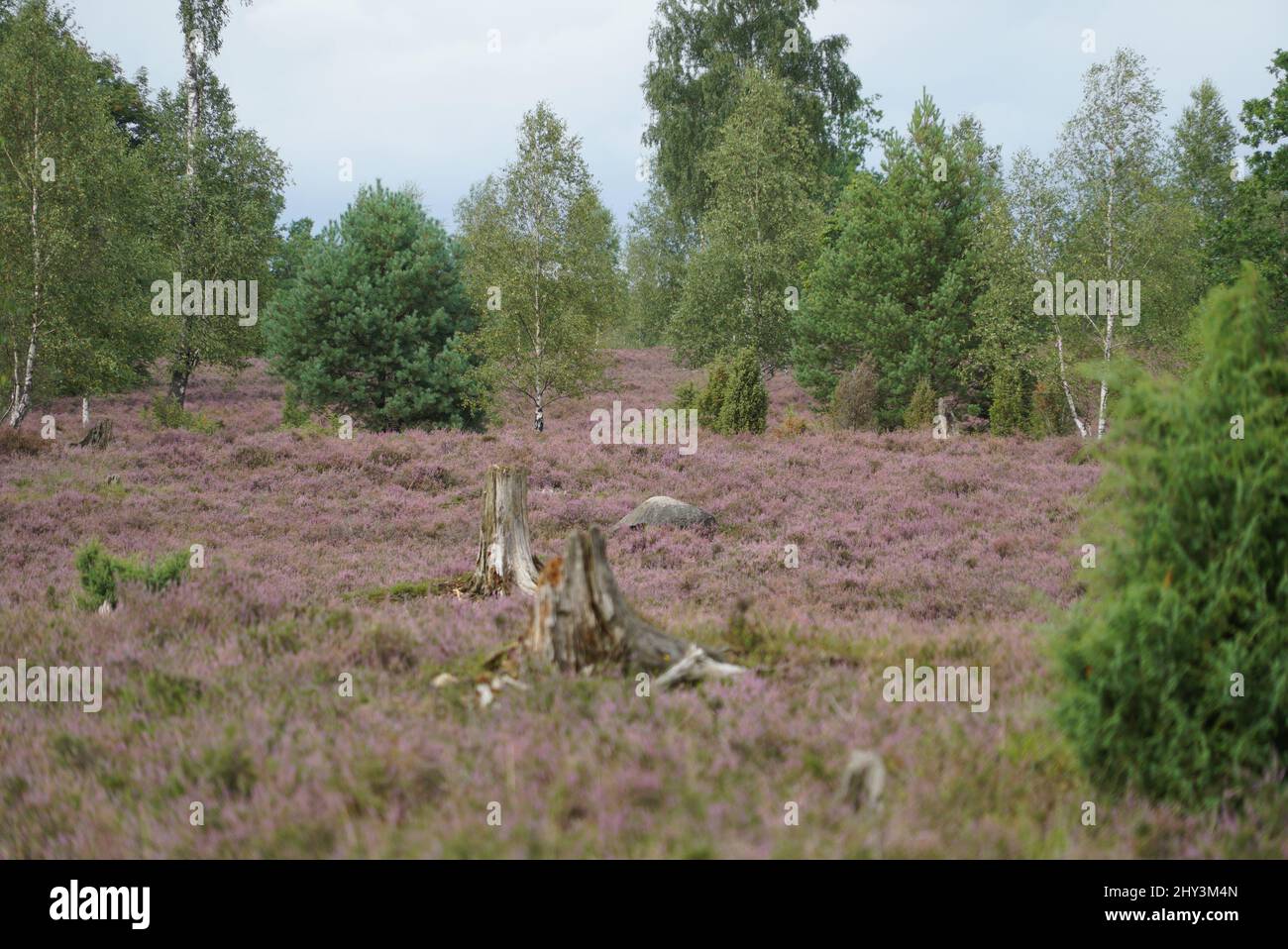 Scenic view of the plants and green trees in Luneburg Heath, Germany ...