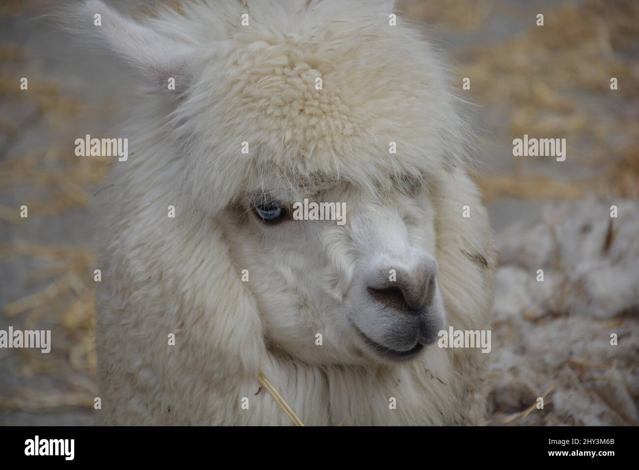 Closeup portrait of a white alpaca sitting on the ground in a zoo Stock ...