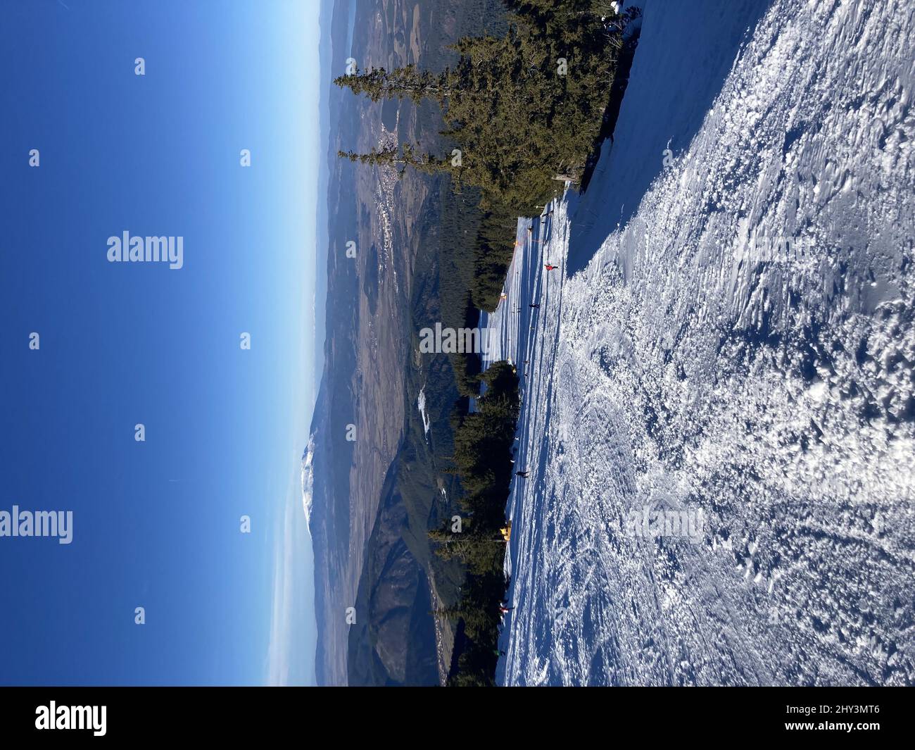Vertical shot of a pathway for skiing between pine trees against a flat ...