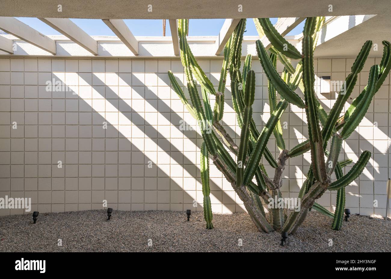 Shot of a huge cactus growing on the sand against a white ceramic tile ...