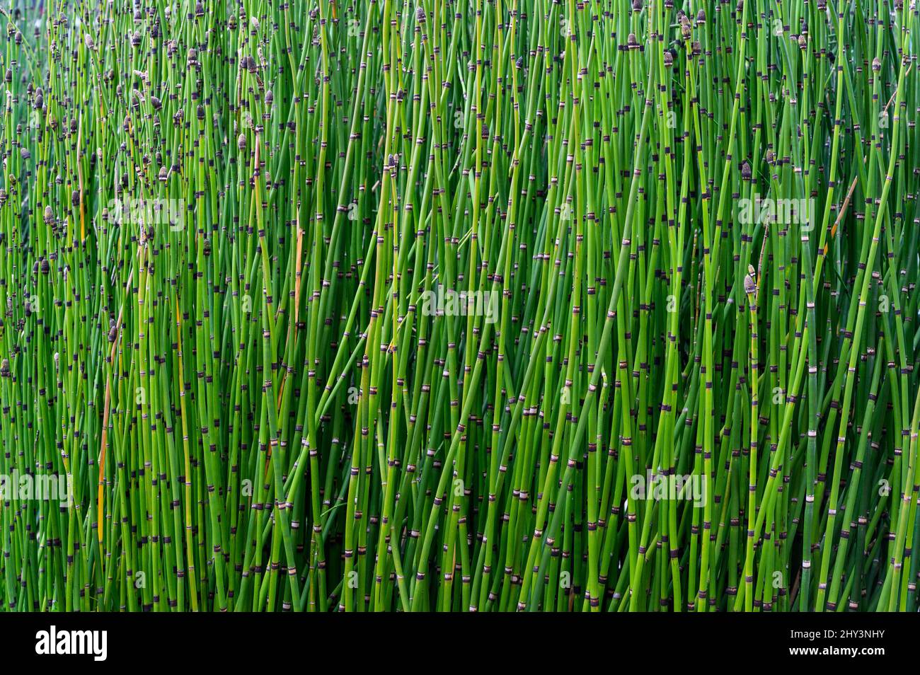 Scenic view of green bamboo stems, great for backgrounds Stock Photo ...