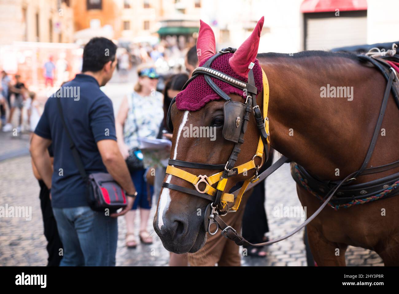 Bridlegear hi-res stock photography and images - Alamy