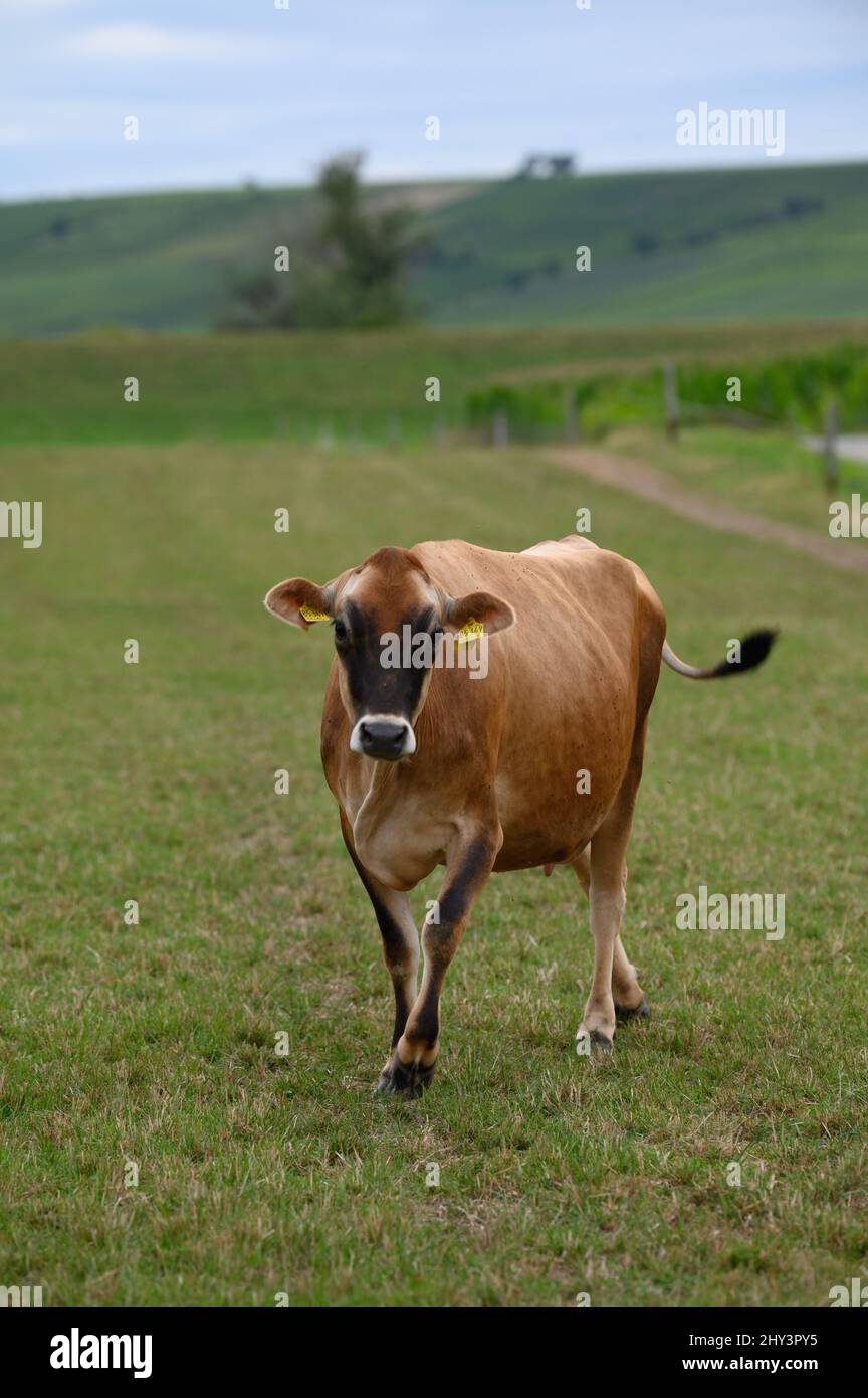 Vertical shot brown white cow hi-res stock photography and images - Alamy