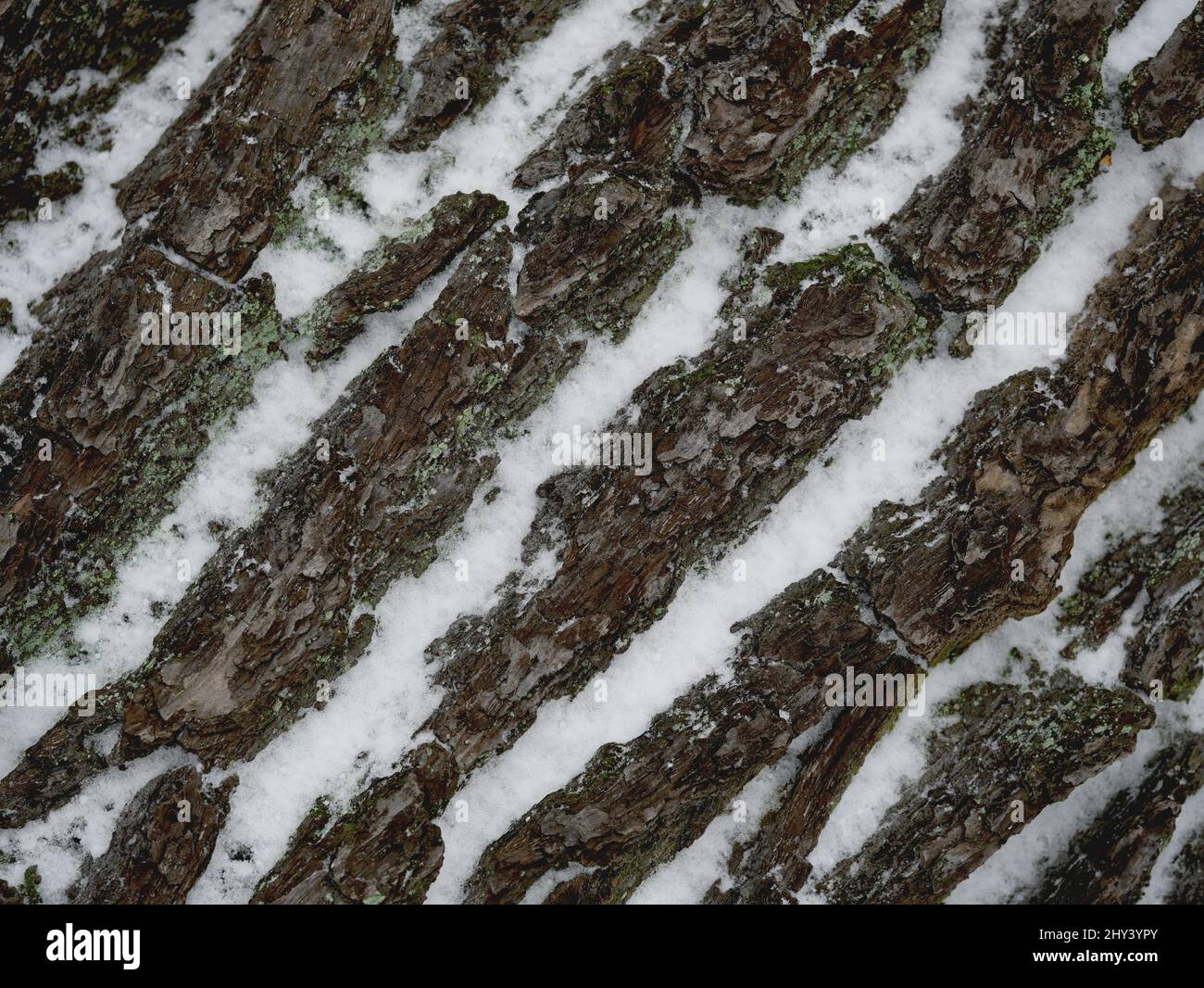Shot of melting snowy parts on the tree Stock Photo - Alamy