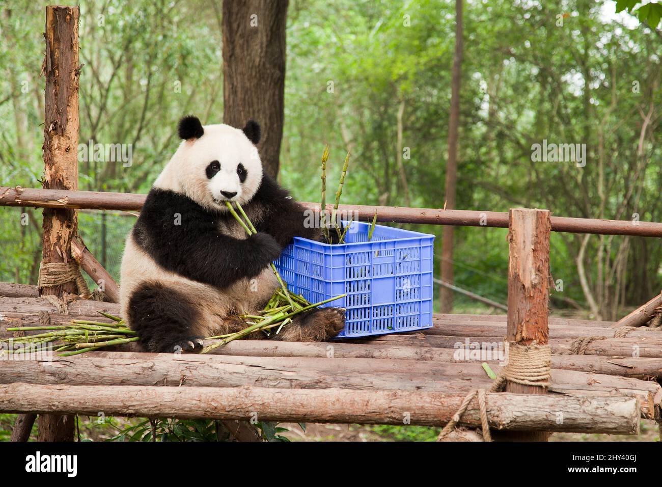 Giant panda eating bamboo in Chengdu Research Base of Giant Panda ...