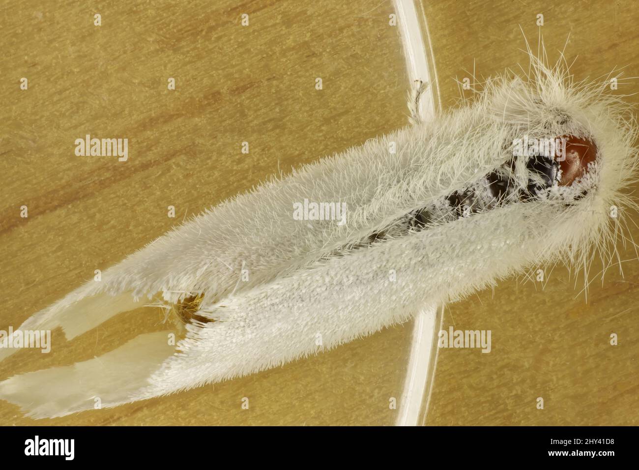 Super macro dorsal view of isolated Tussock Moth (Acyphas chionitis), South Australia Stock ...