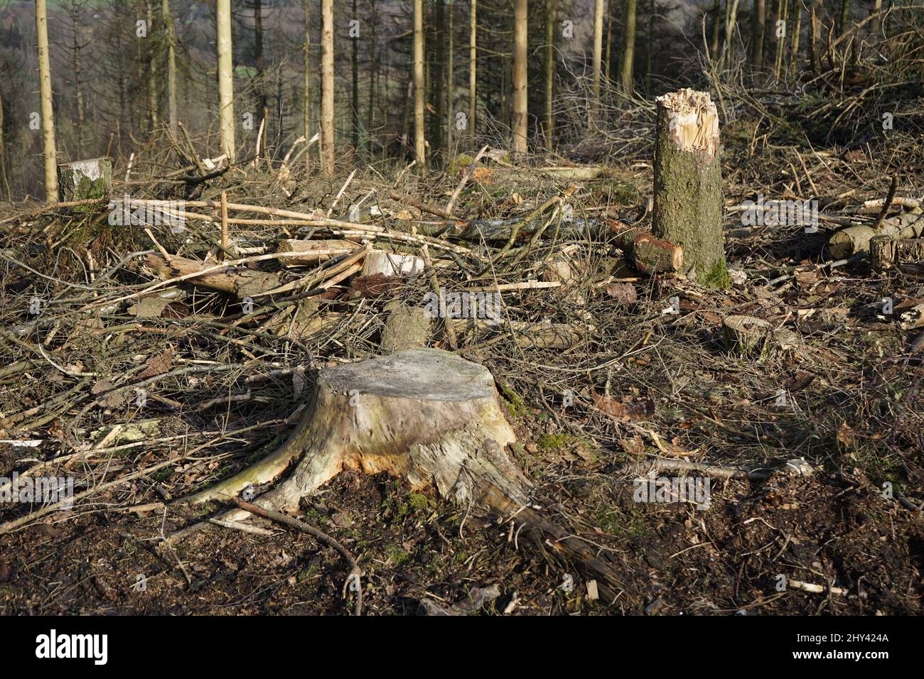 Natural view cut trees in a forest Stock Photo - Alamy