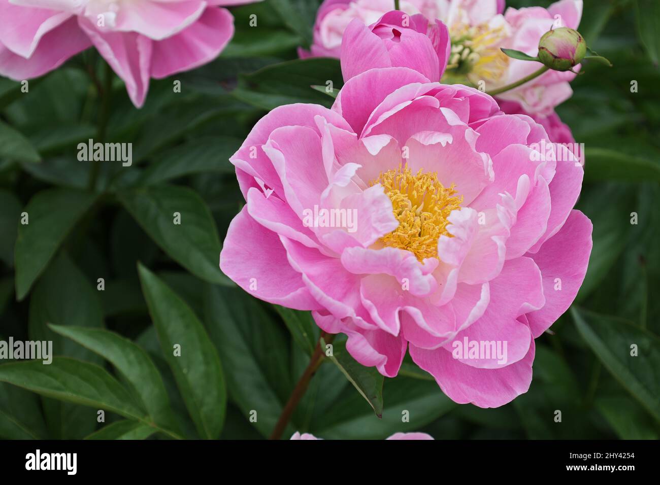 Closeup picture of a Peony Stock Photo - Alamy
