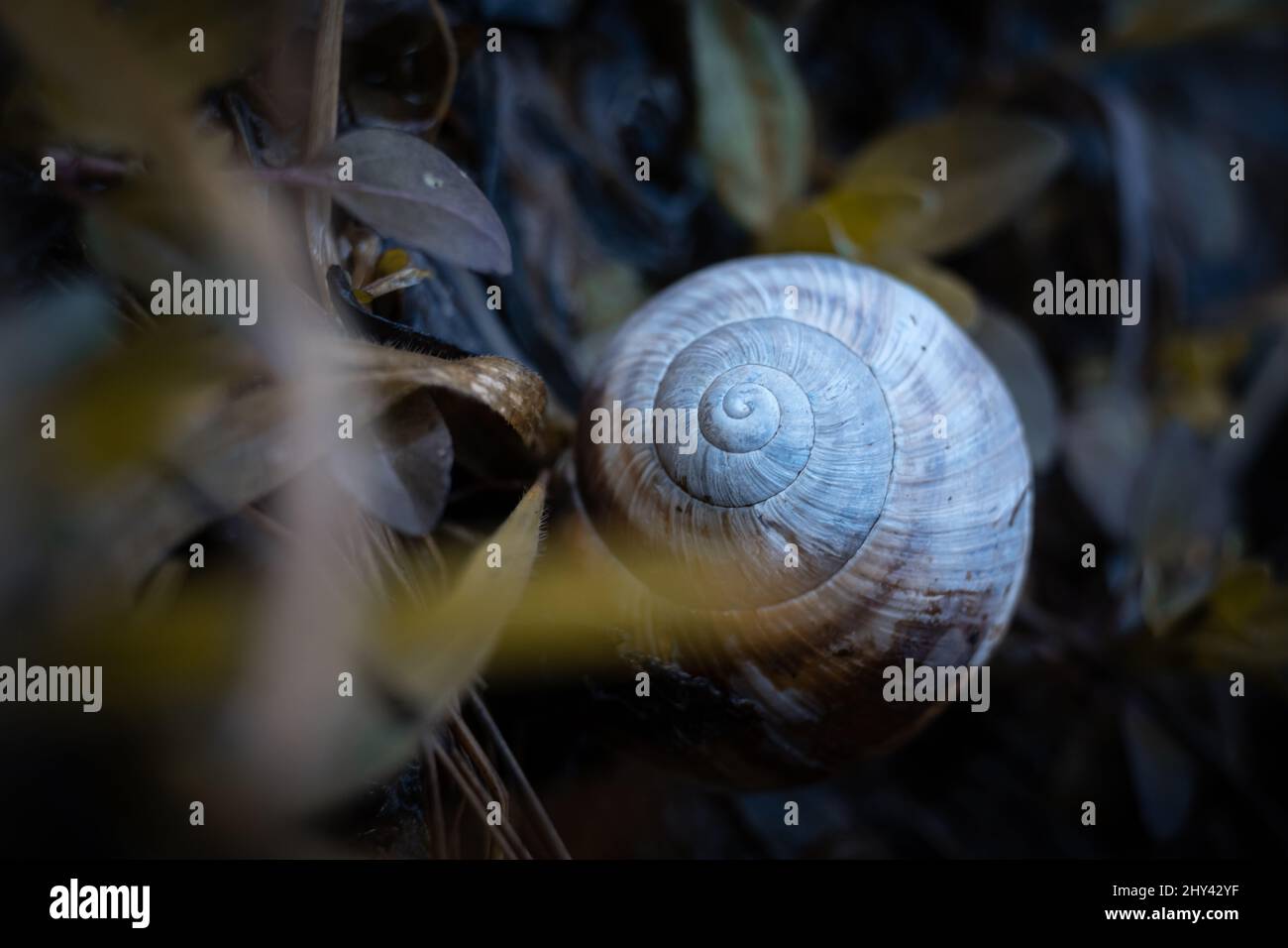 Close-up shot of a snail hiding inside a shell in the woods in fall ...