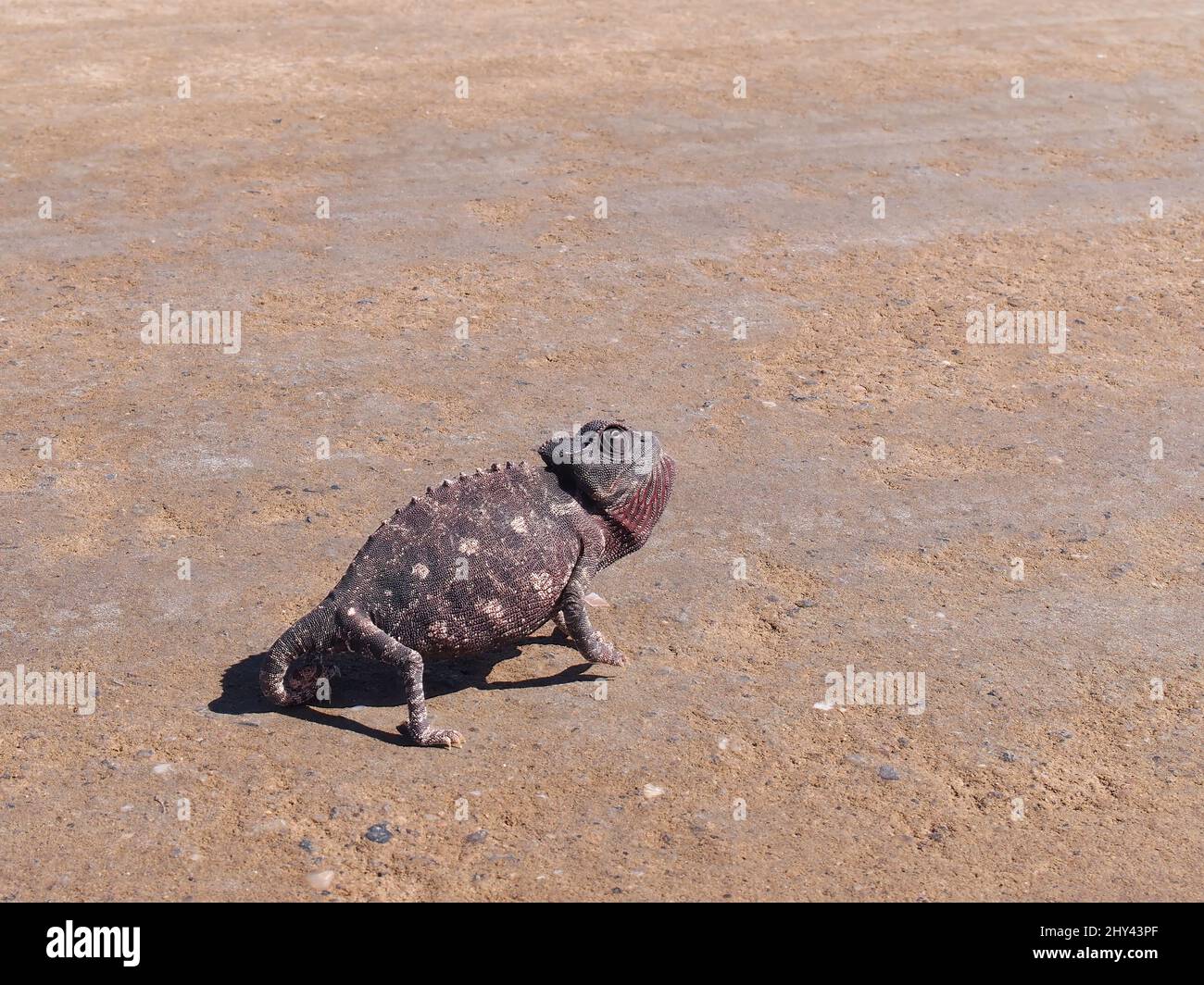 Namaqua Chameleon in the Namib Desert, Namibia Stock Photo - Alamy