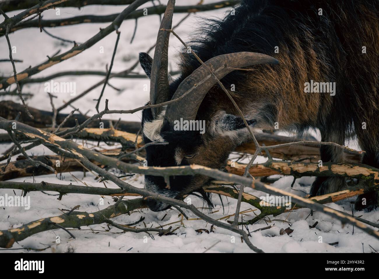 Goat eating bark hi-res stock photography and images - Alamy