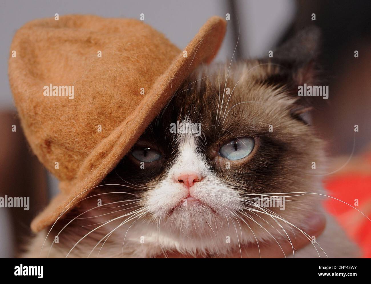 Grumpy cat celebrity hi-res stock photography and images - Alamy
