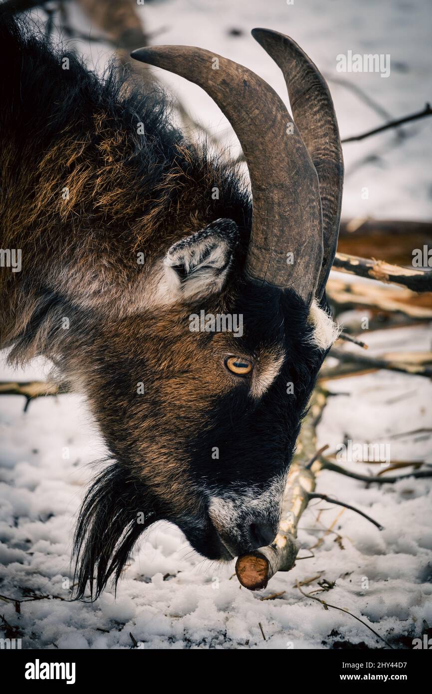 Goat eating bark hi-res stock photography and images - Alamy