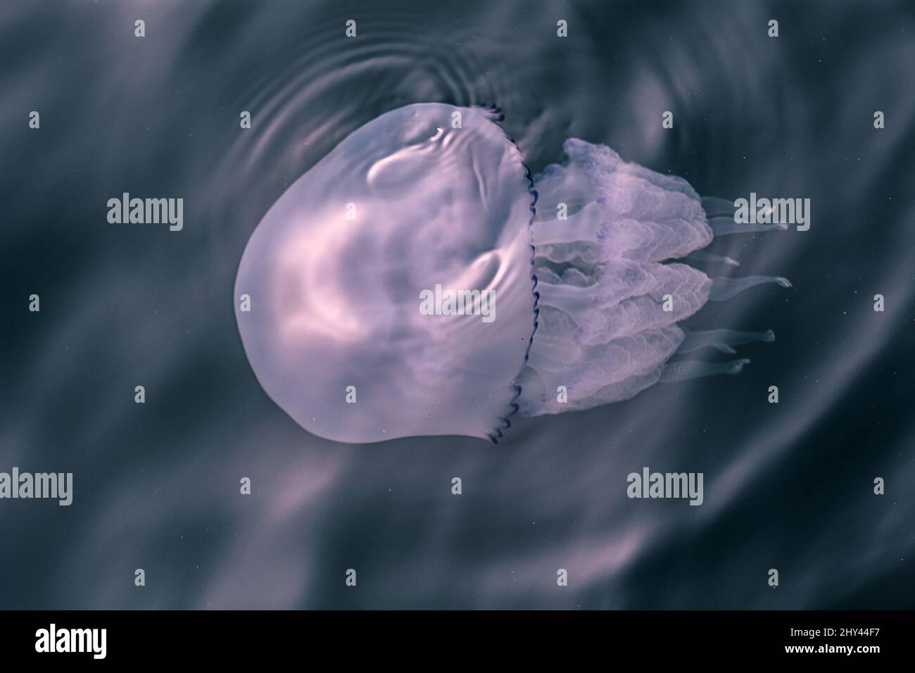 Close up shot jellyfish swimming hi-res stock photography and images ...