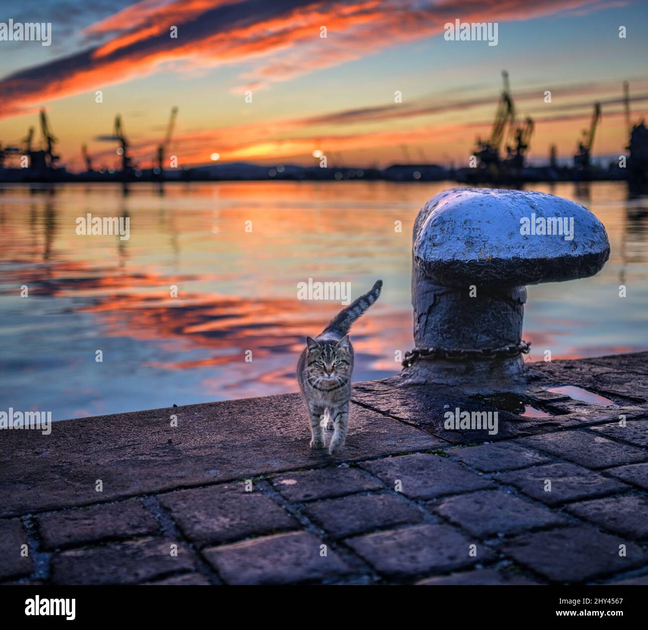 Cute cat on a concrete dock during the sunset Stock Photo - Alamy