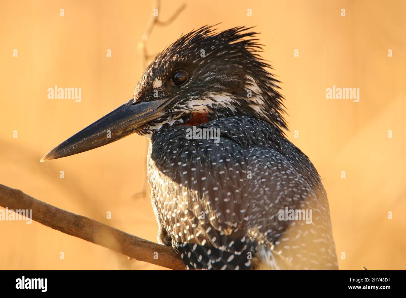 Giant Kingfisher, Kruger National Park Stock Photo - Alamy