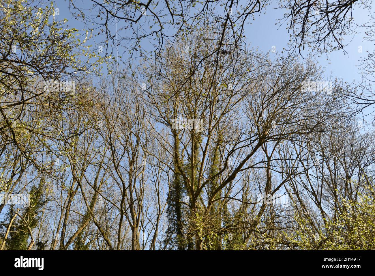 Scenic view of tall trees with crawling branches in the woods in Mole ...