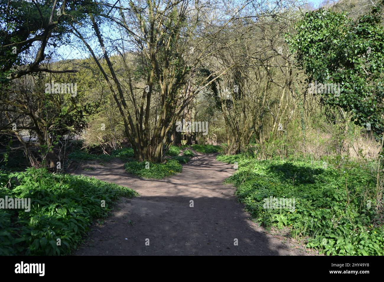 Scenic view of a walking path in the woods in Mole Valley in sunny ...