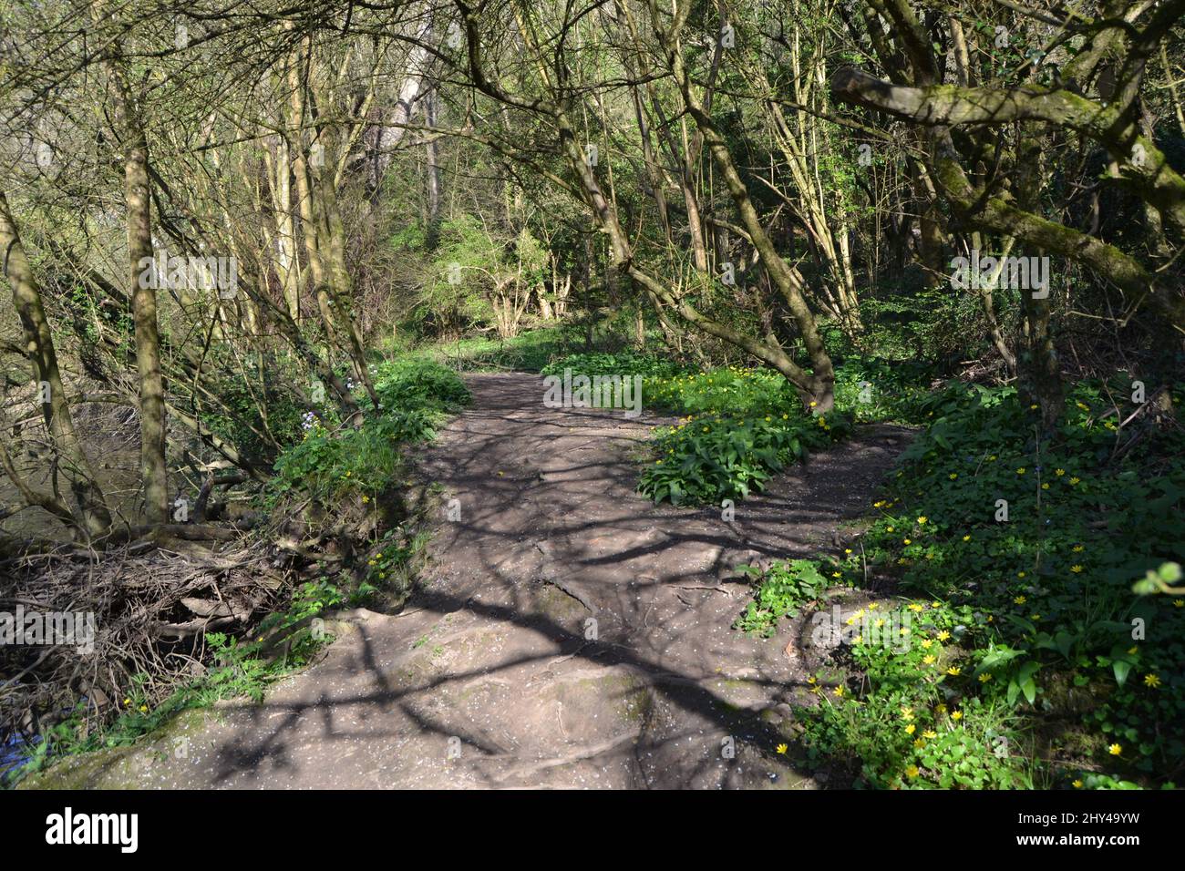 Scenic view of a walking path in the woods in Mole Valley in sunny ...