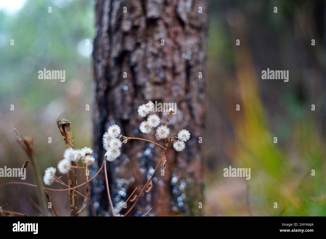 Close-up photo of a wildflower at the roots of a tree Stock Photo - Alamy