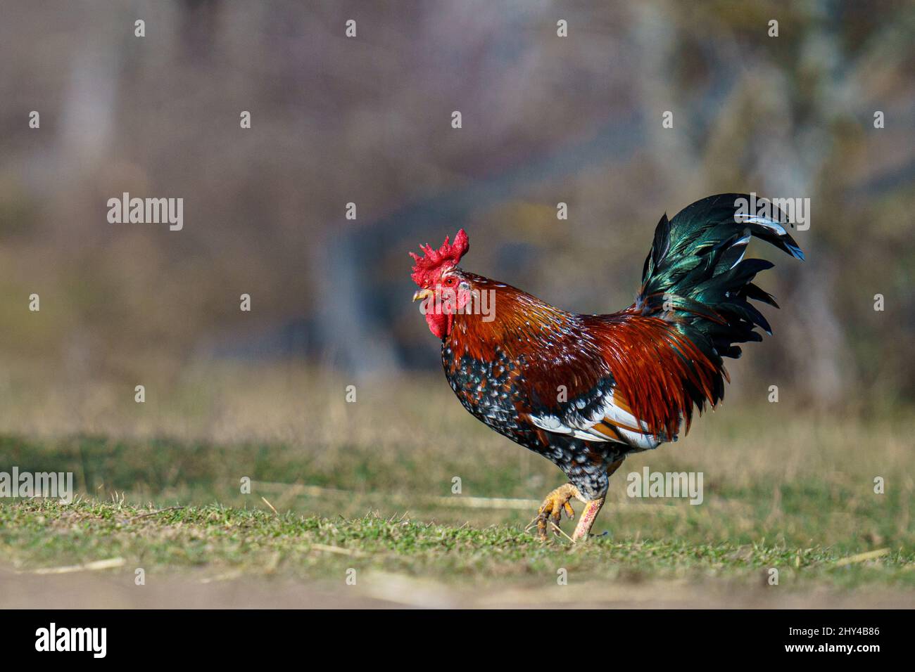 Closeup shot wild rooster hi-res stock photography and images - Alamy