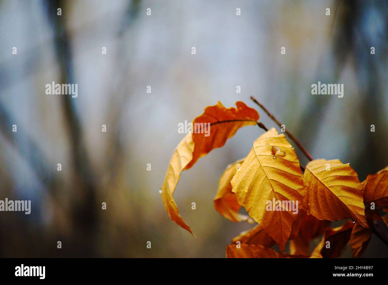 Sun's vivid rays hug the leaf's golden skin filling the scene with a ...