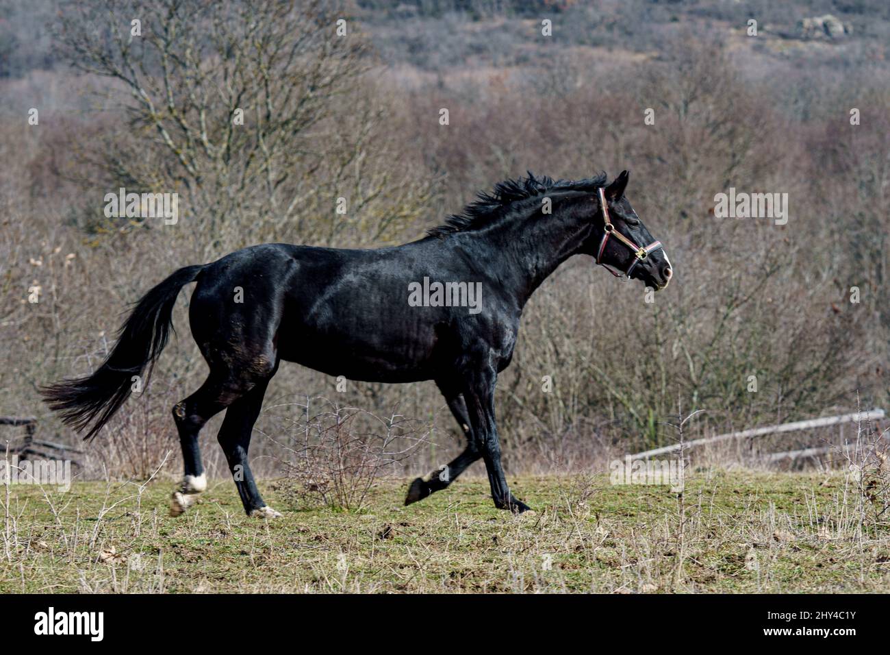 Lone shiny black horse in a ranch Stock Photo - Alamy