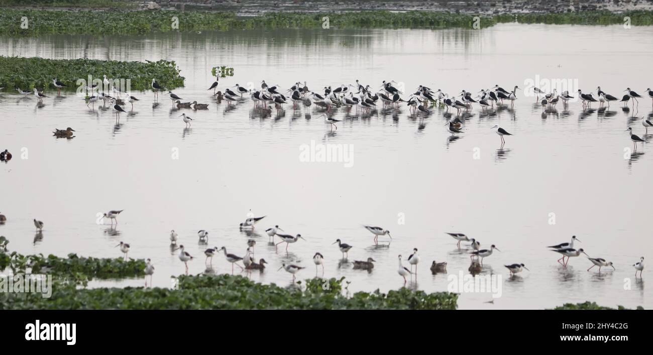 Of birds flocking to the water surface of the lake. With pale green ...