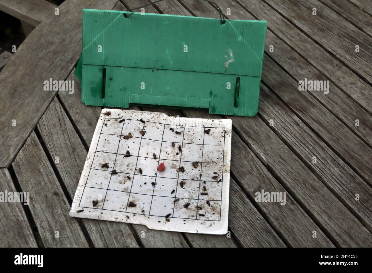 Pheromone trap for apple tree and plum trees to catch winged insects ...
