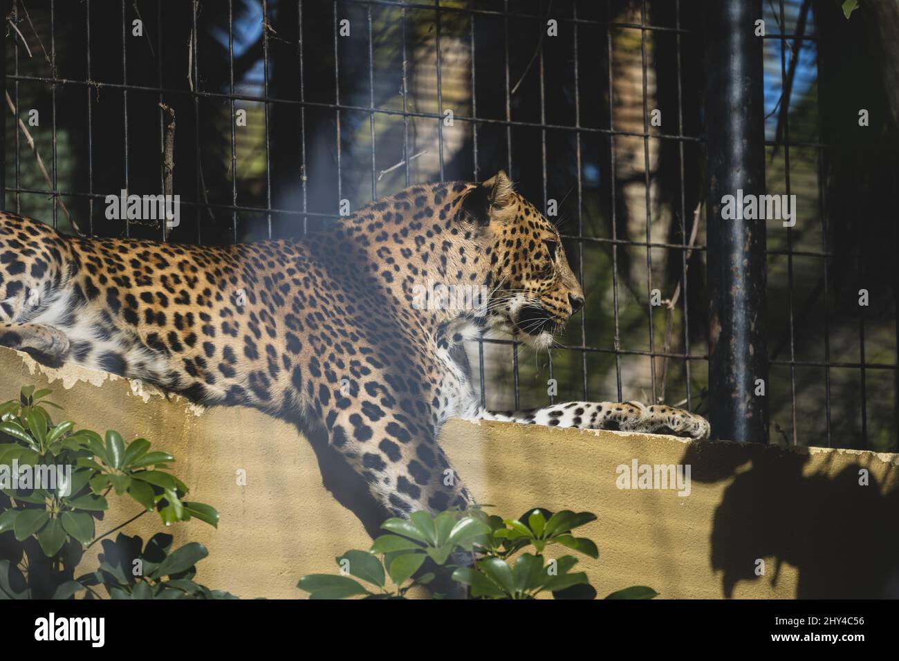 North persian leopard or caucasus leopard hi-res stock photography and ...