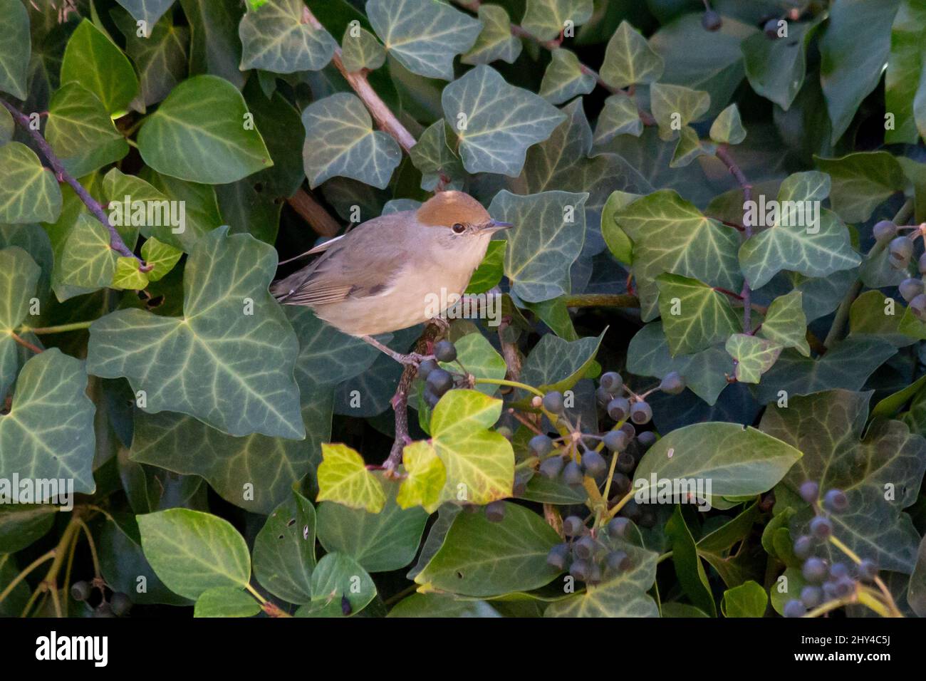 Cute little Atlas warbler standing on an Ivy shrub Stock Photo - Alamy