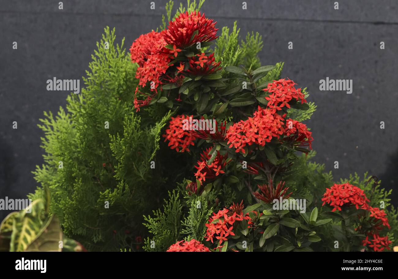 Red idly poo growing in the outside Stock Photo - Alamy