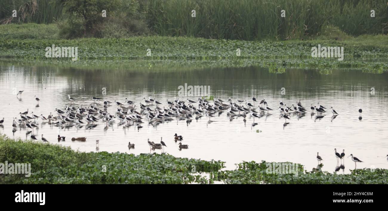 birds flocking to the water surface of the lake. With pale green pastel ...