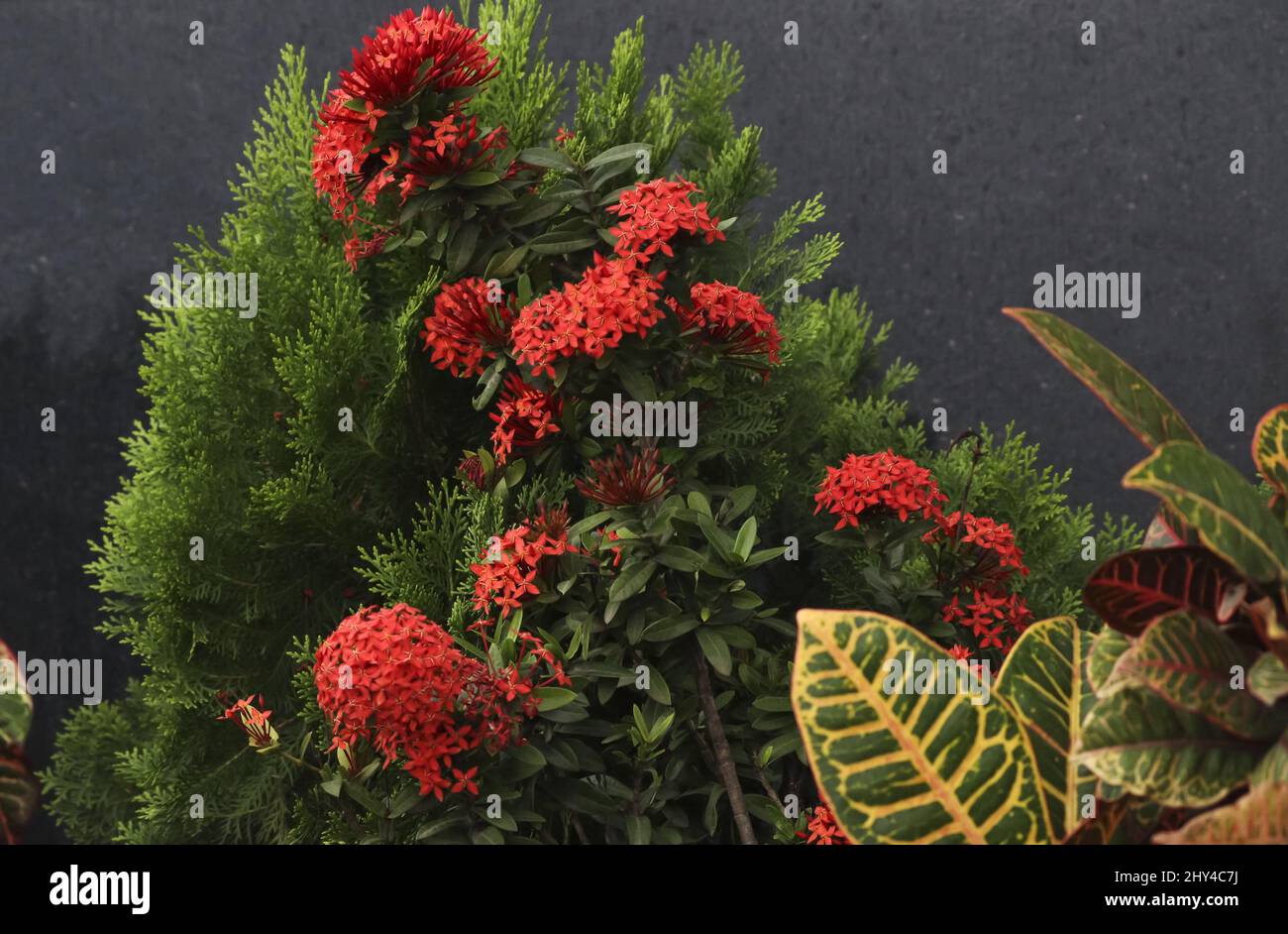 Idly poor hi-res stock photography and images - Alamy