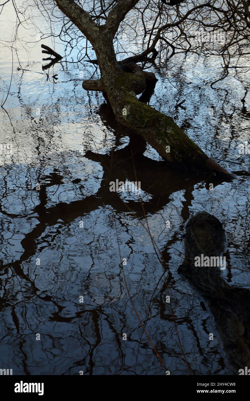 Stew pond epsom hi-res stock photography and images - Alamy