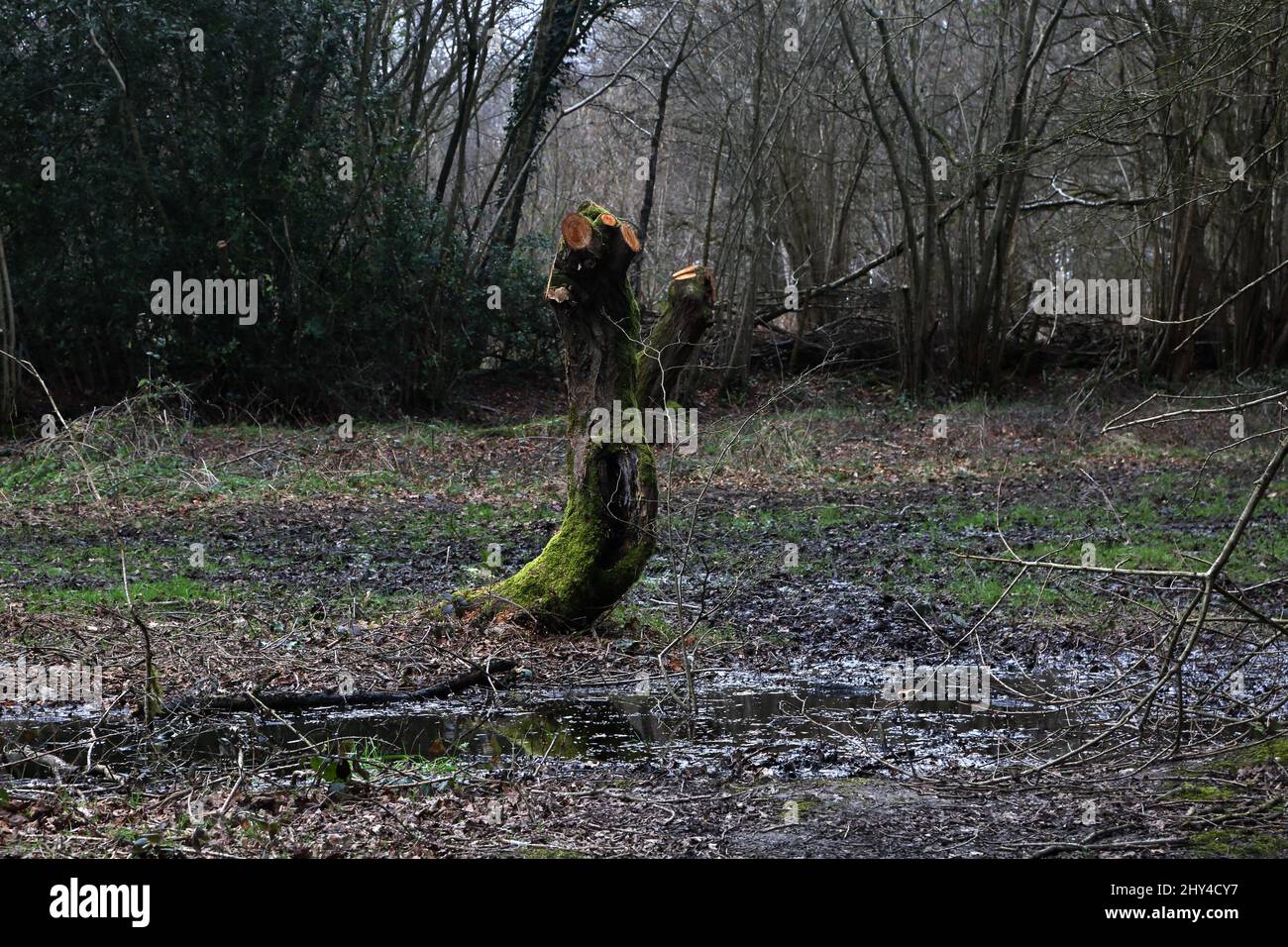 Epsom Surrey England Epsom Common Local Nature Reserve Cut Down Tree ...