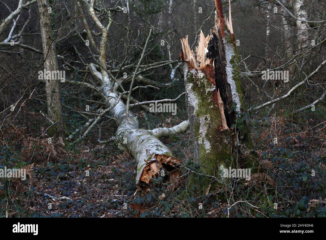 Epsom Surrey England Epsom Common Local Nature Reserve Fallen Tree from ...