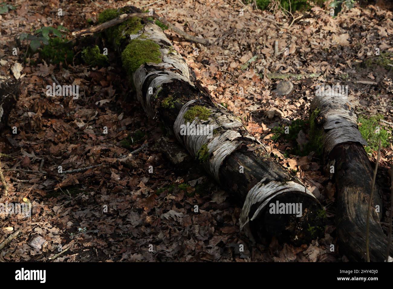 Epsom Surrey England Epsom Common Local Nature Reserve Old Decaying ...
