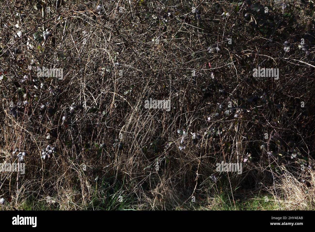 Epsom Surrey England Epsom Common Local Nature Reserve Thickets in ...