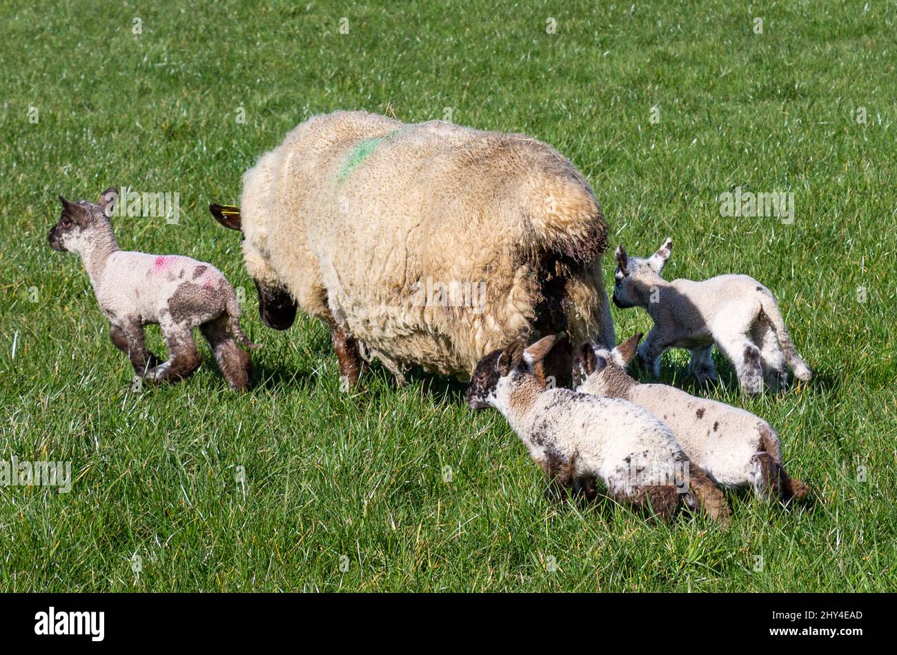 Black Faced Ewe sheep with four lambs Stock Photo - Alamy