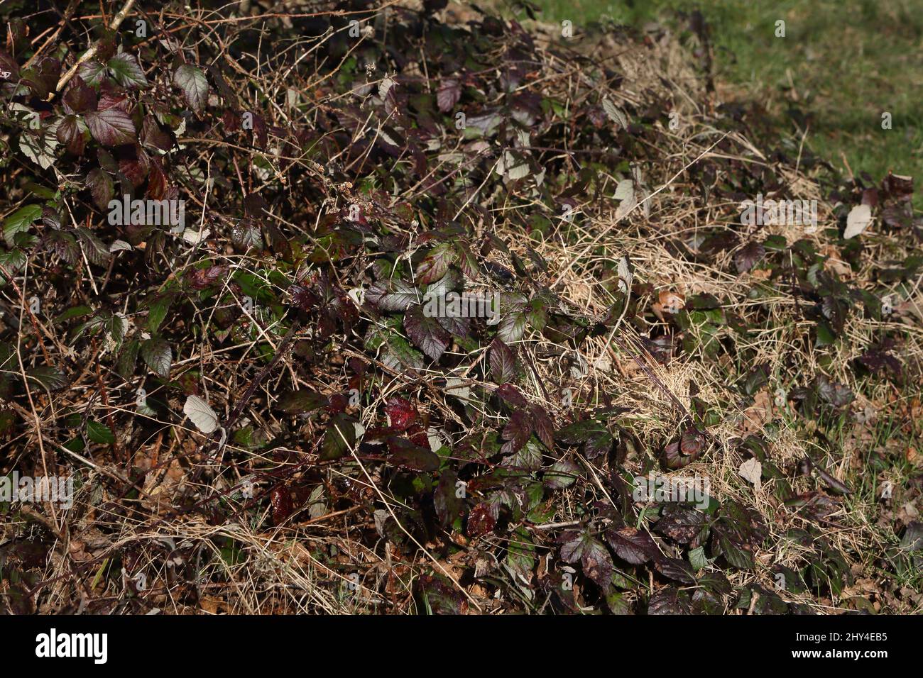 Epsom Surrey England Epsom Common Local Nature Reserve Thickets in ...