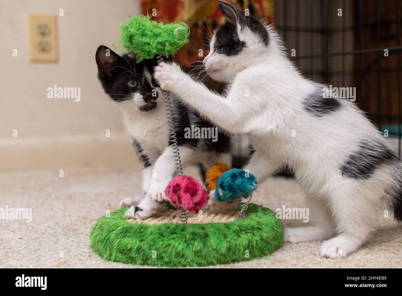 Closeup of cute kittens playing in a room Stock Photo - Alamy