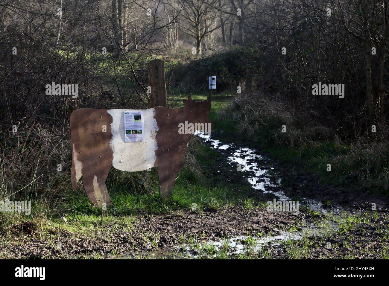 Epsom Surrey England Epsom Common Local Nature Reserve Tin Cow with ...