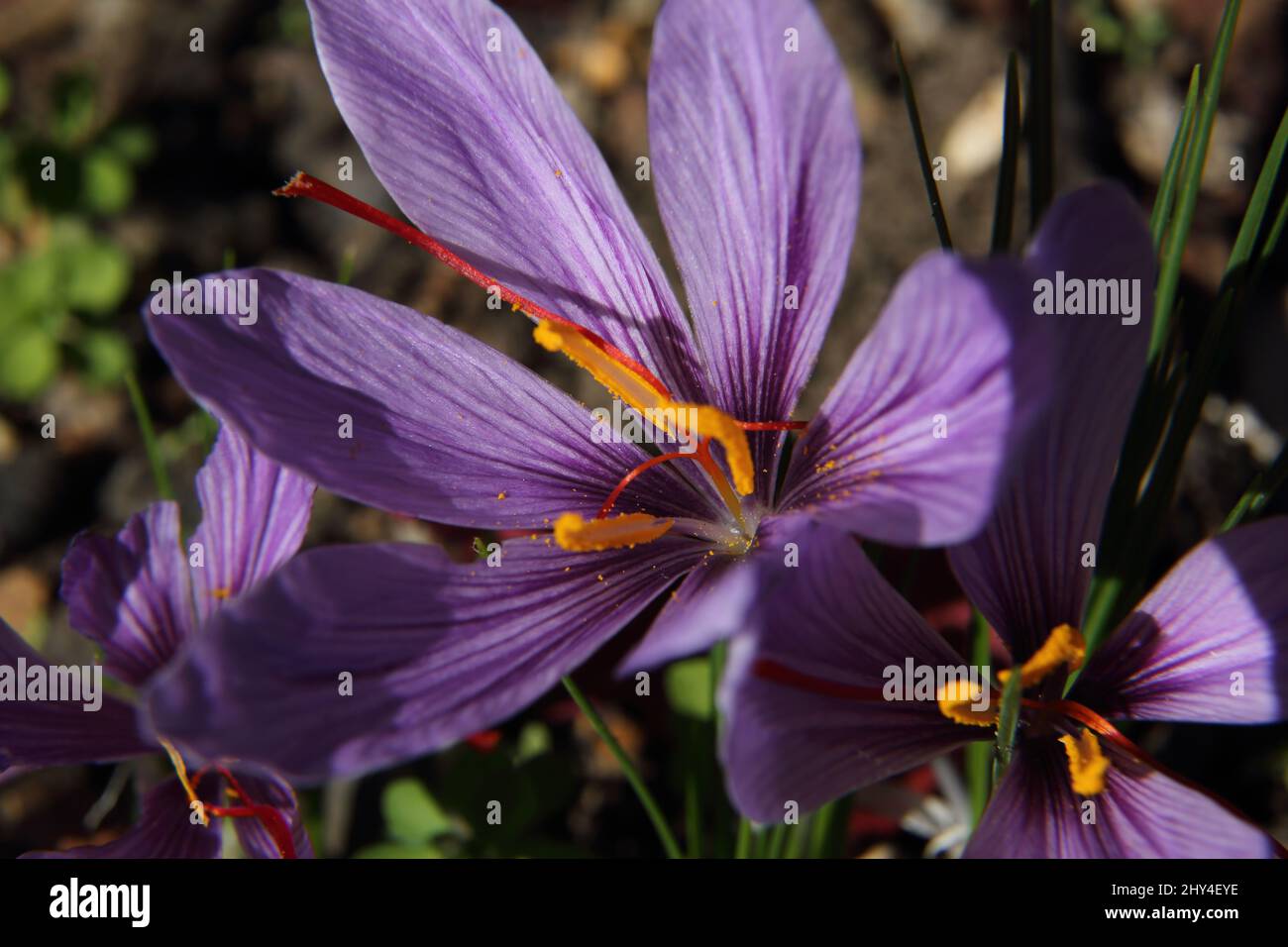 Saffron saffron crocus hi-res stock photography and images - Alamy