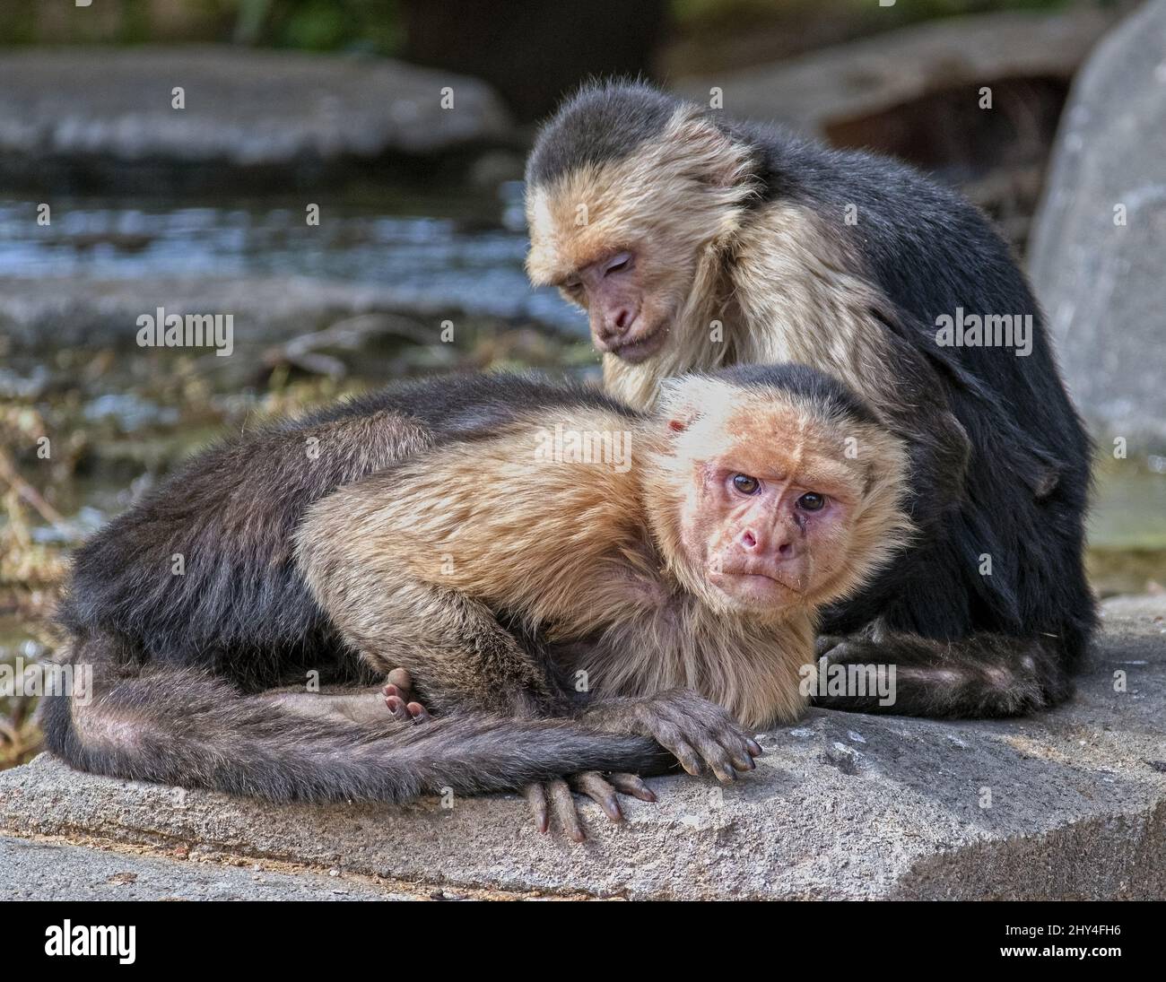 Two Panamanian white-faced capuchin monkeys (Cebus imitator Stock Photo ...