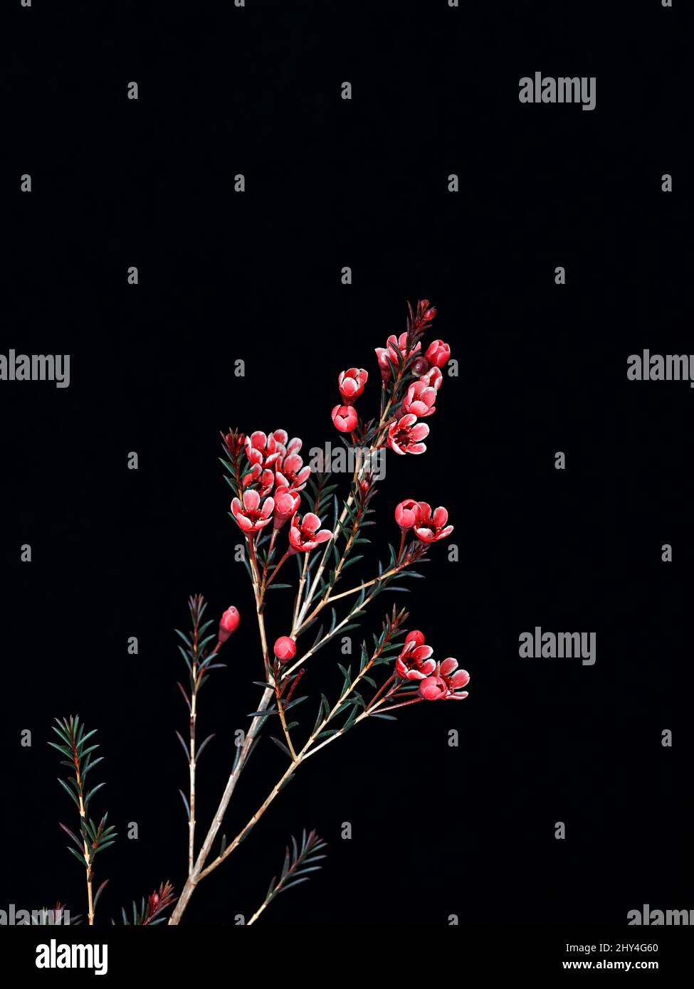 Vertical shot of the branches of a tree with beautiful red blossoms on ...